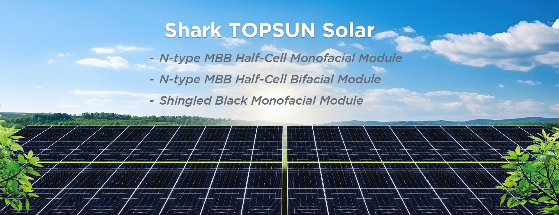 Sharktopsun